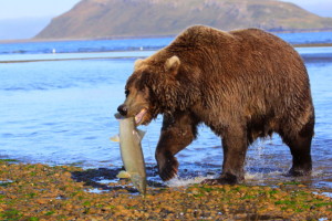 Of Bears and Salmon, the Vital Connection