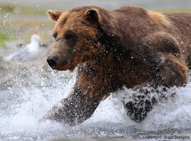 Raw Bear Power- Portfolio of a Giant Old Grizzly
