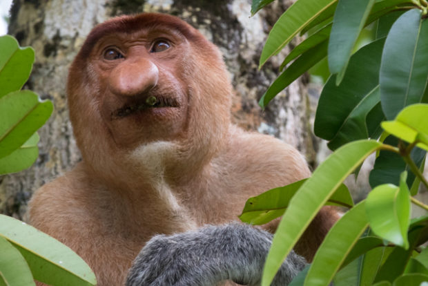 The Wildly Bizarre Proboscis Monkeys Of Borneo!