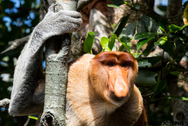 The Wildly Bizarre Proboscis Monkeys Of Borneo!