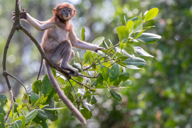 The Wildly Bizarre Proboscis Monkeys Of Borneo!