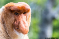 The Wildly Bizarre Proboscis Monkeys Of Borneo!